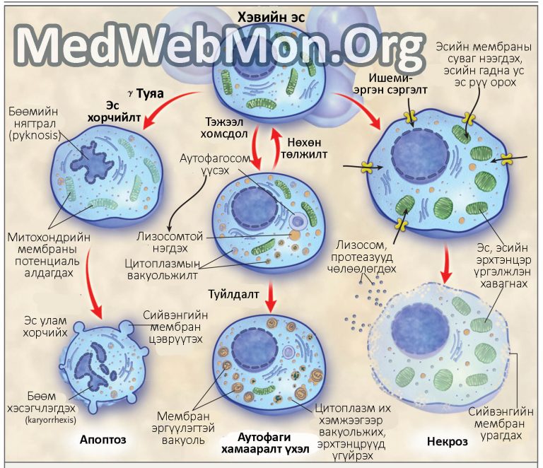 Medwebmon