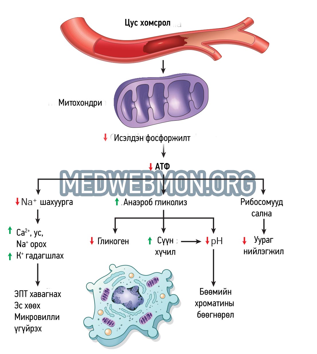 Эсийн гэмтлийн механизм | Medwebmon